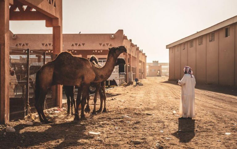The Traditional Camel Racing In Saudi Arabia Is A Delight To Watch